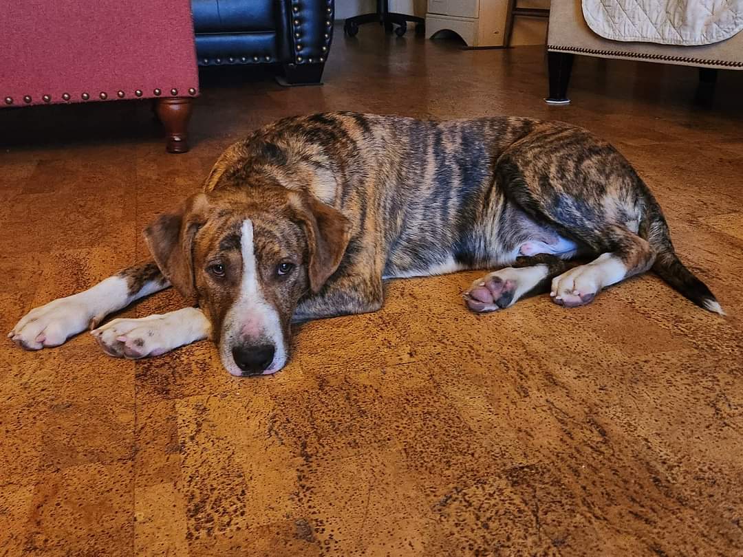 Dog for Adoption - Rollo (8mo,44lbs), a Plott Hound in Radford, VA ...