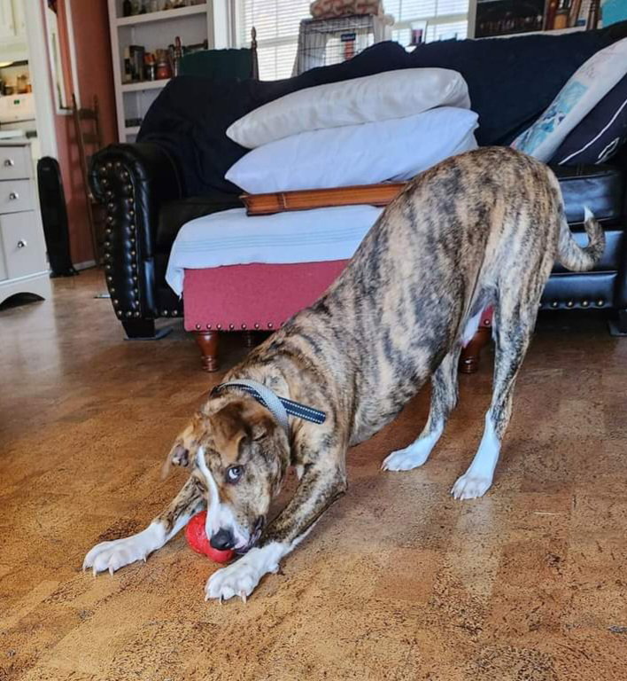 Dog for Adoption - Rollo (8mo,44lbs), a Plott Hound in Radford, VA ...