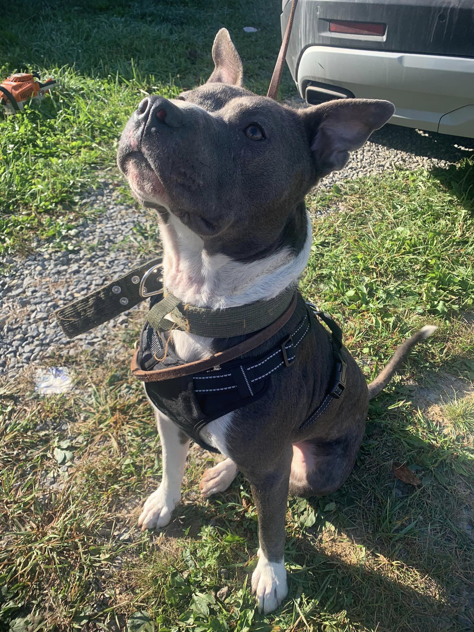 Dog for Adoption - Bruno (3yo, 50lbs), a Staffordshire Bull Terrier in ...
