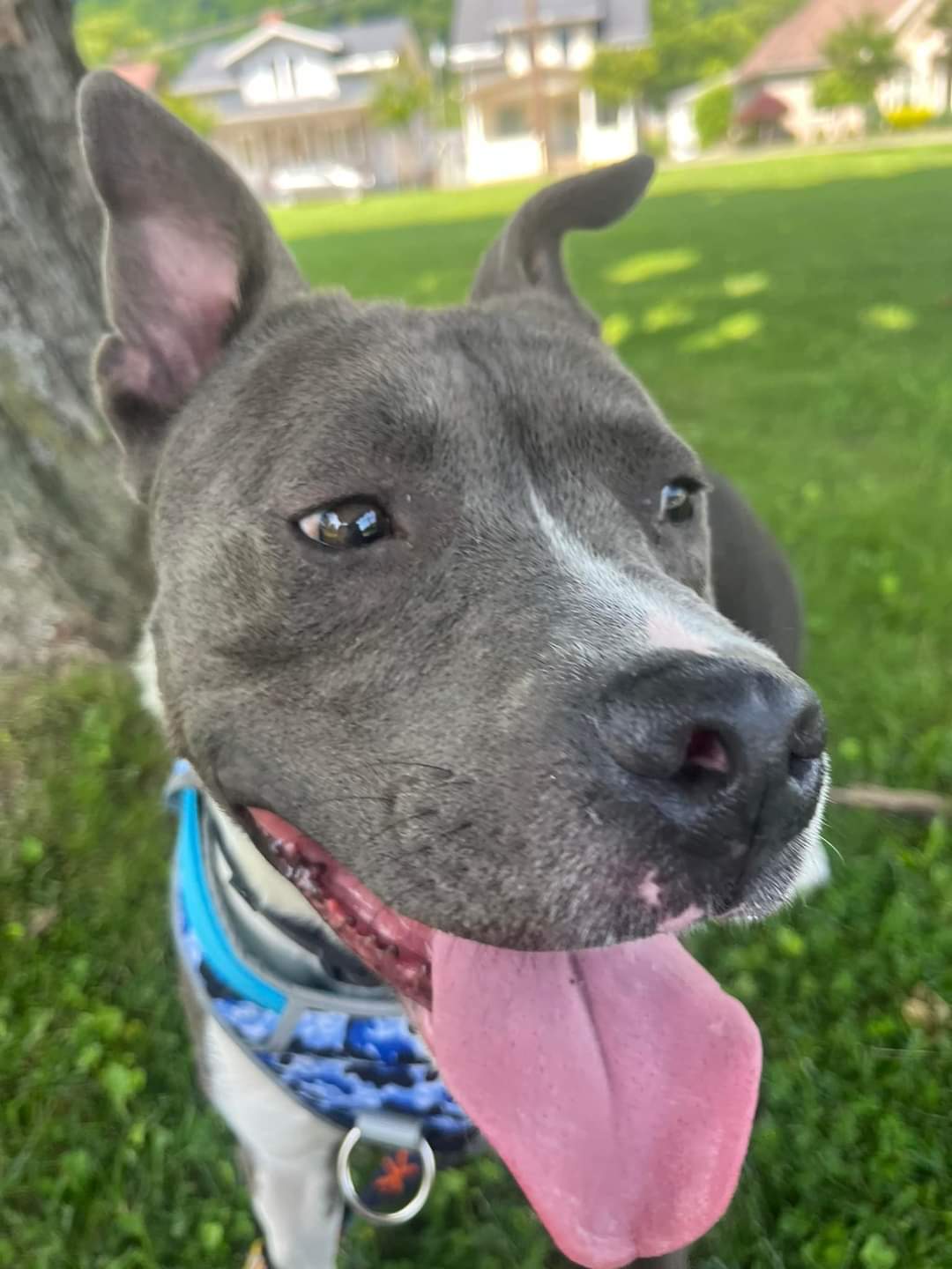 Dog for Adoption - Bruno (3yo, 50lbs), a Staffordshire Bull Terrier in ...