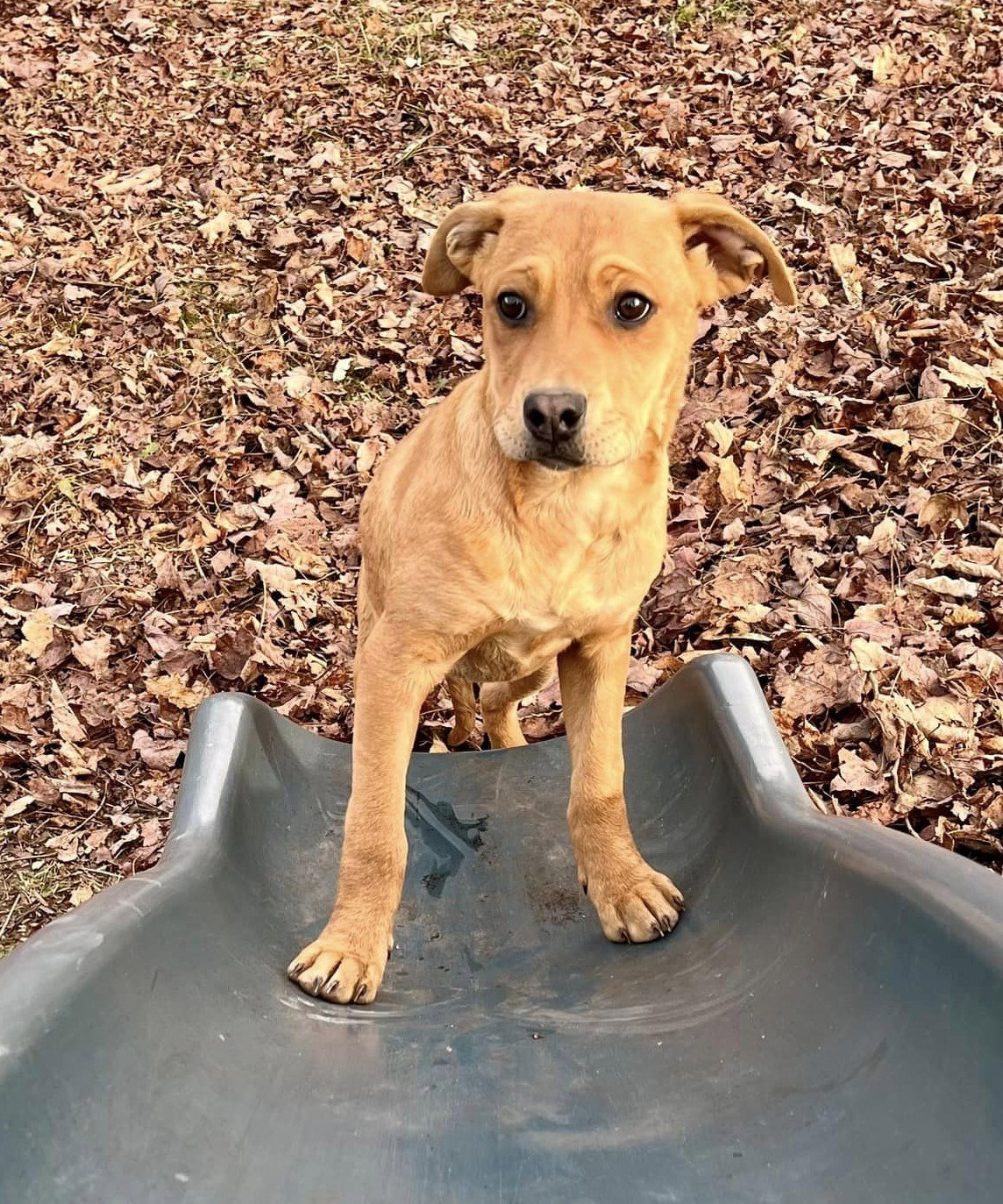 Dog for Adoption - Maggie (4mo, 20lbs), a Boxer in Beaver, WV | Alpha Paw