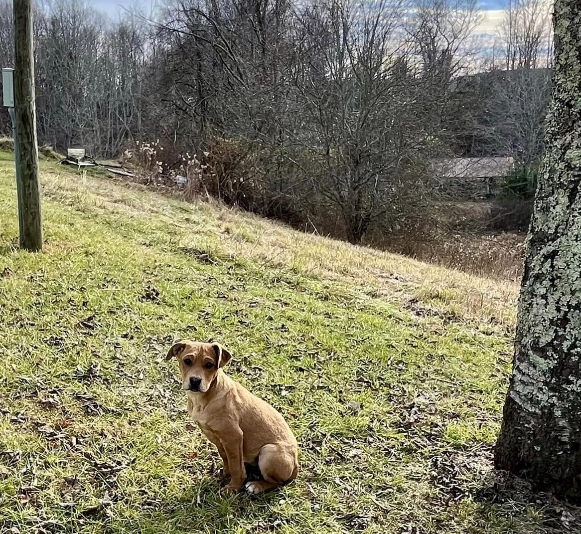Dog for Adoption - Maggie (4mo, 20lbs), a Boxer in Beaver, WV | Alpha Paw