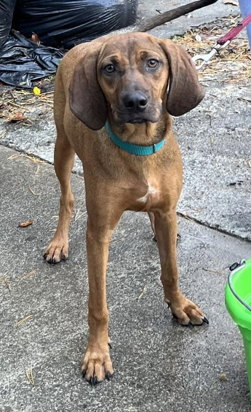 Dog adoption in Hinton, WV 25951: Redbone Coonhound / Mixed Dog ...