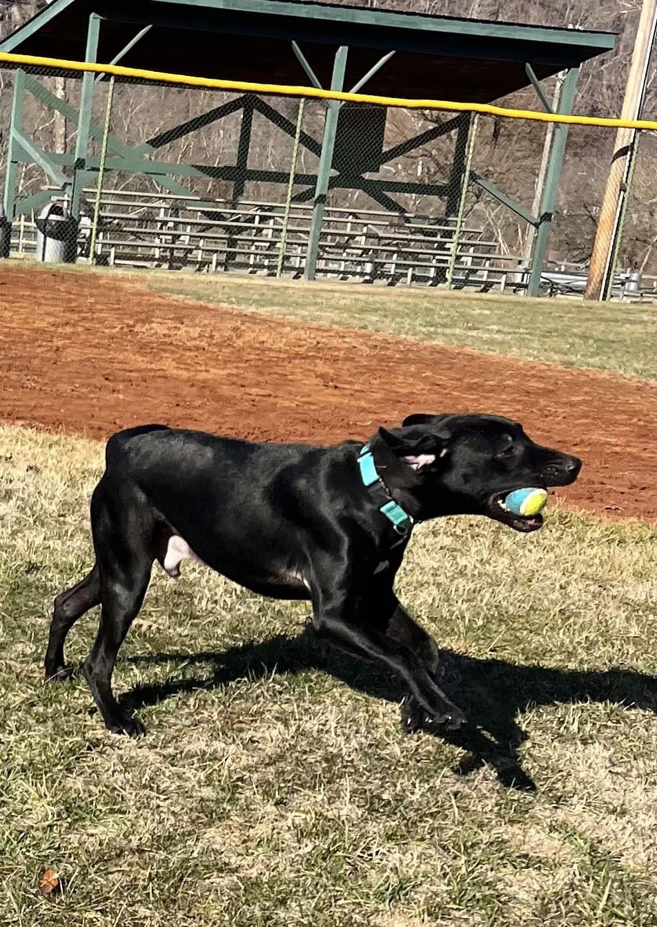 Dog for Adoption - Pepper (2yo, 50lbs), a Labrador Retriever in White ...