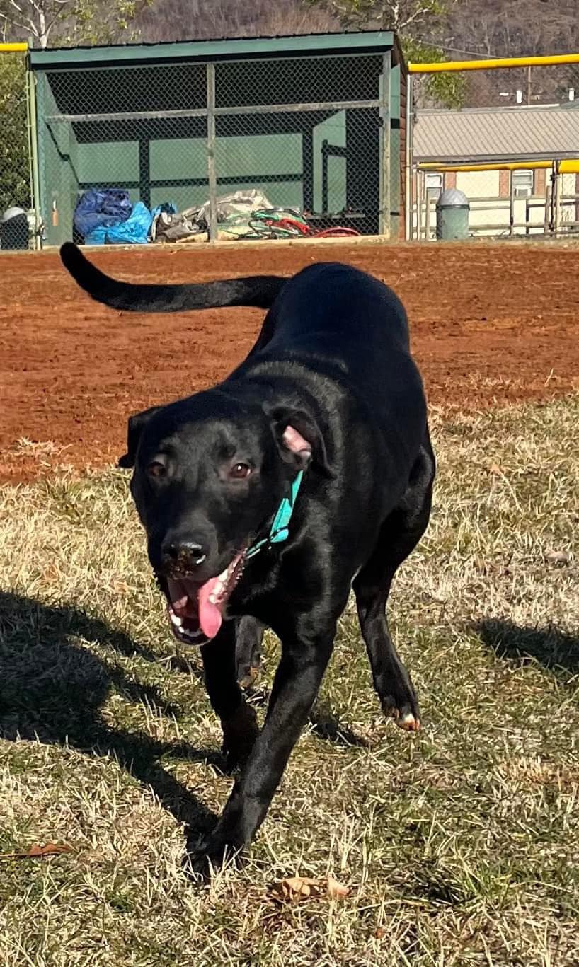 Dog for Adoption - Pepper (2yo, 50lbs), a Labrador Retriever in White ...