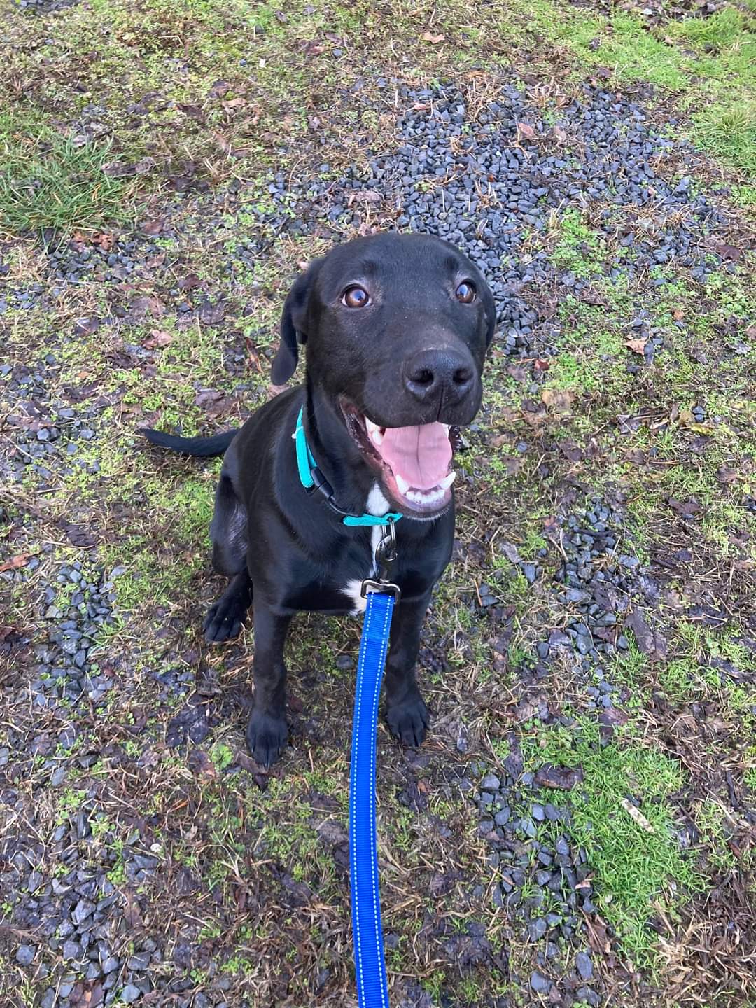 Dog for Adoption - Pepper (2yo, 50lbs), a Labrador Retriever in White ...