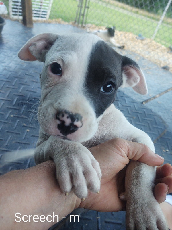 Dog for Adoption - Screech ( 8wo,8lbs ), a Beagle in Lewisburg, WV ...