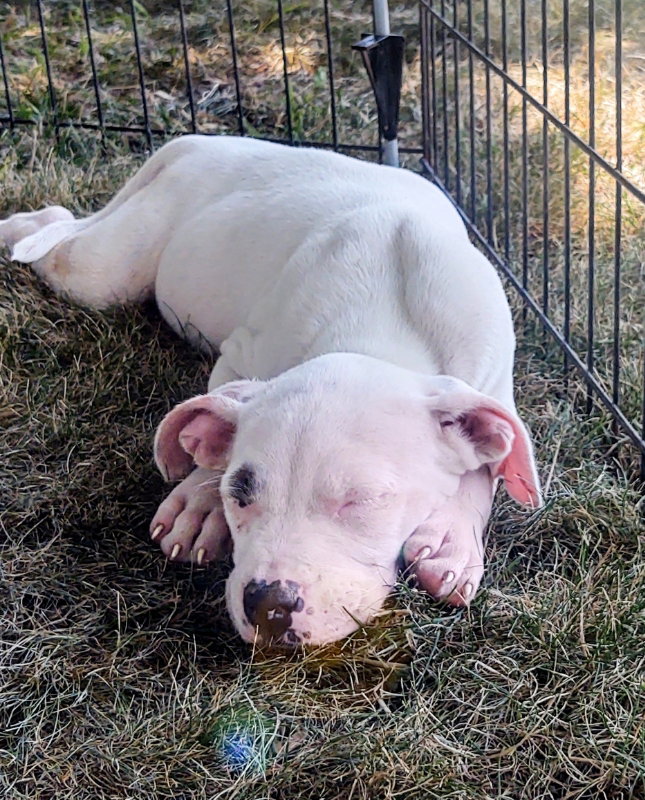 Dog for Adoption - Dinger (8wo,12lbs), a Beagle in Summers County, WV ...