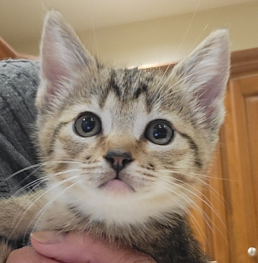Cat adoption in Knoxville, TN 37922: Domestic Short Hair / Mixed (short ...