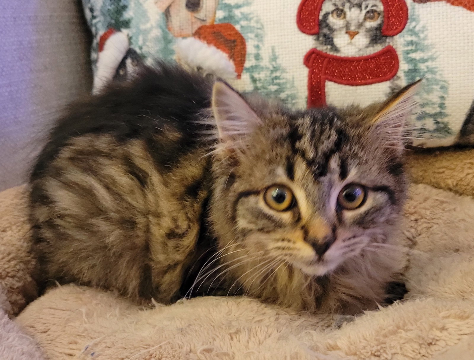 Cat adoption in Knoxville, TN 37922: Domestic Long Hair (long coat) Cat ...