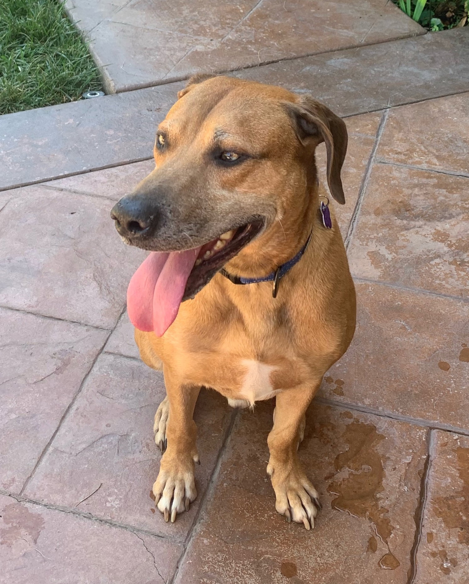 Dog for Adoption - RUFUS, a Rhodesian Ridgeback in Napa, CA | Alpha Paw