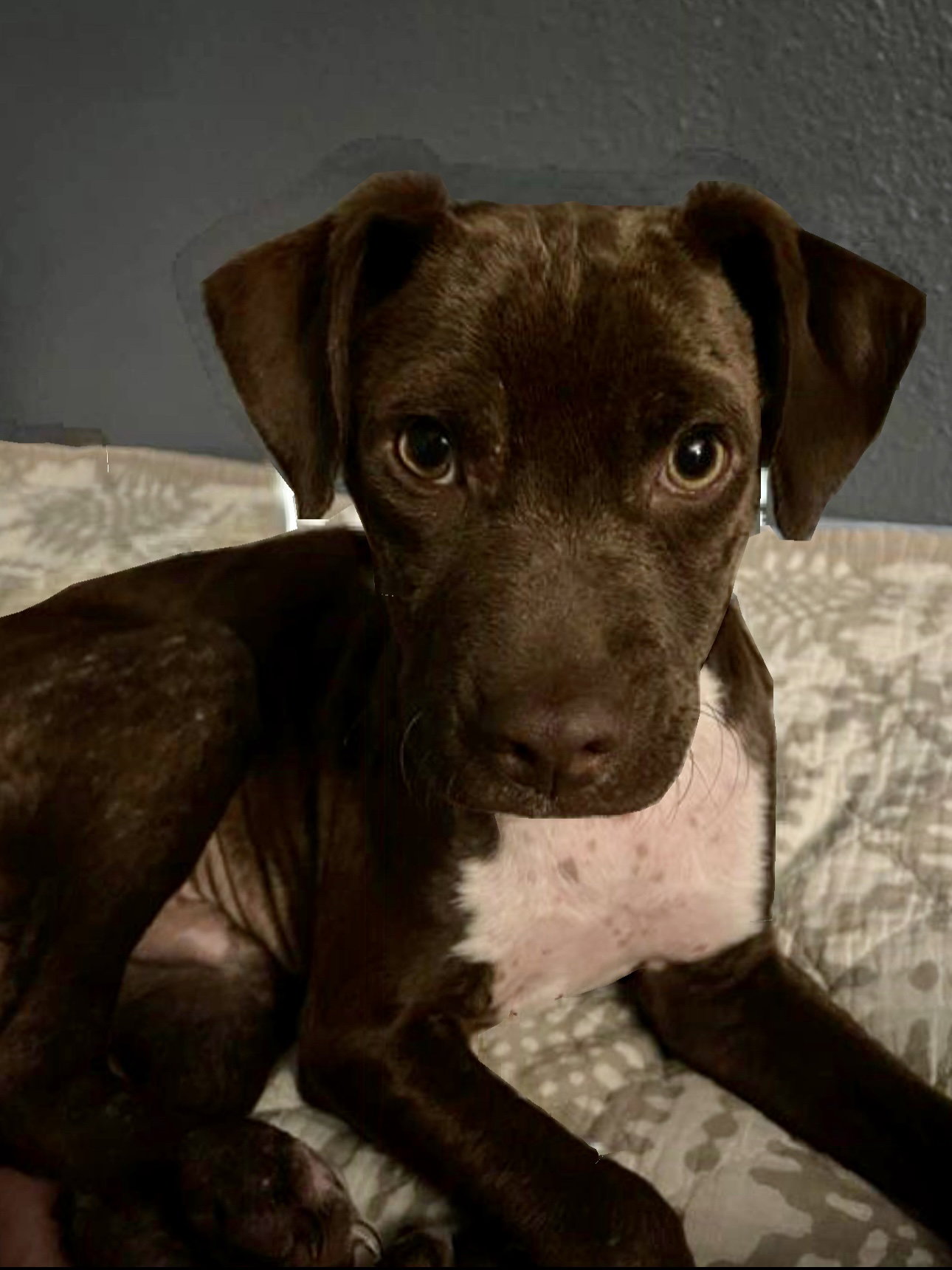 Dog for Adoption - Rusty, a Pit Bull Terrier in Hopkins County, TX ...