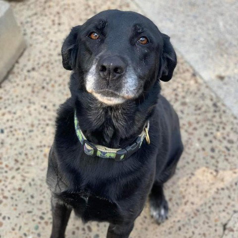Dog for Adoption - Jet, a Black Labrador Retriever in Henderson County ...