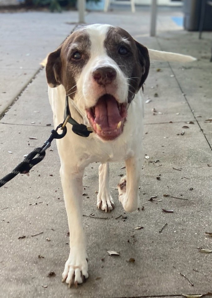 Dog for Adoption - Marley, a Pointer in Sarasota, FL | Alpha Paw