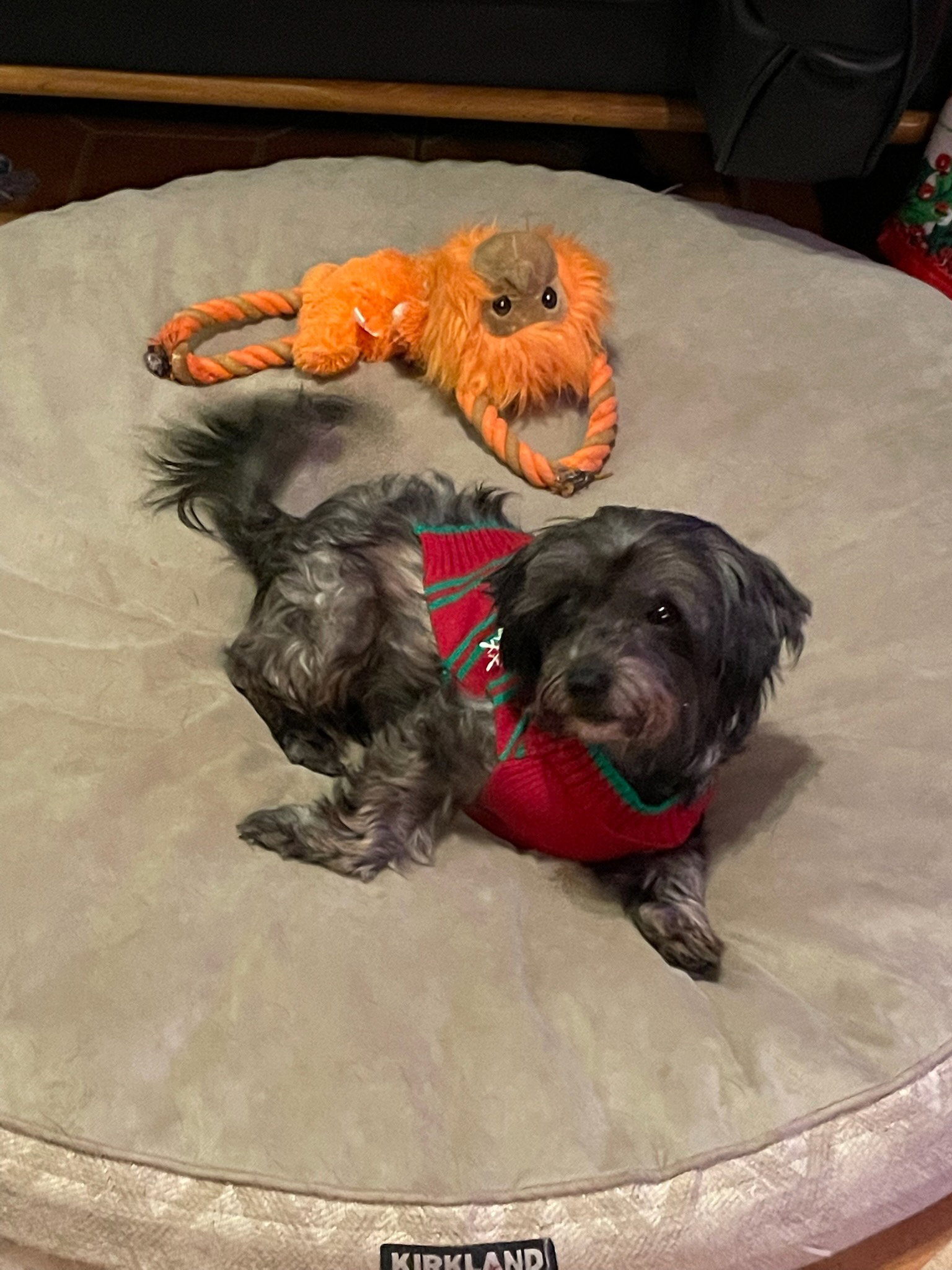 Dog for Adoption - Gizmo, a Schnauzer in Sarasota, FL | Alpha Paw
