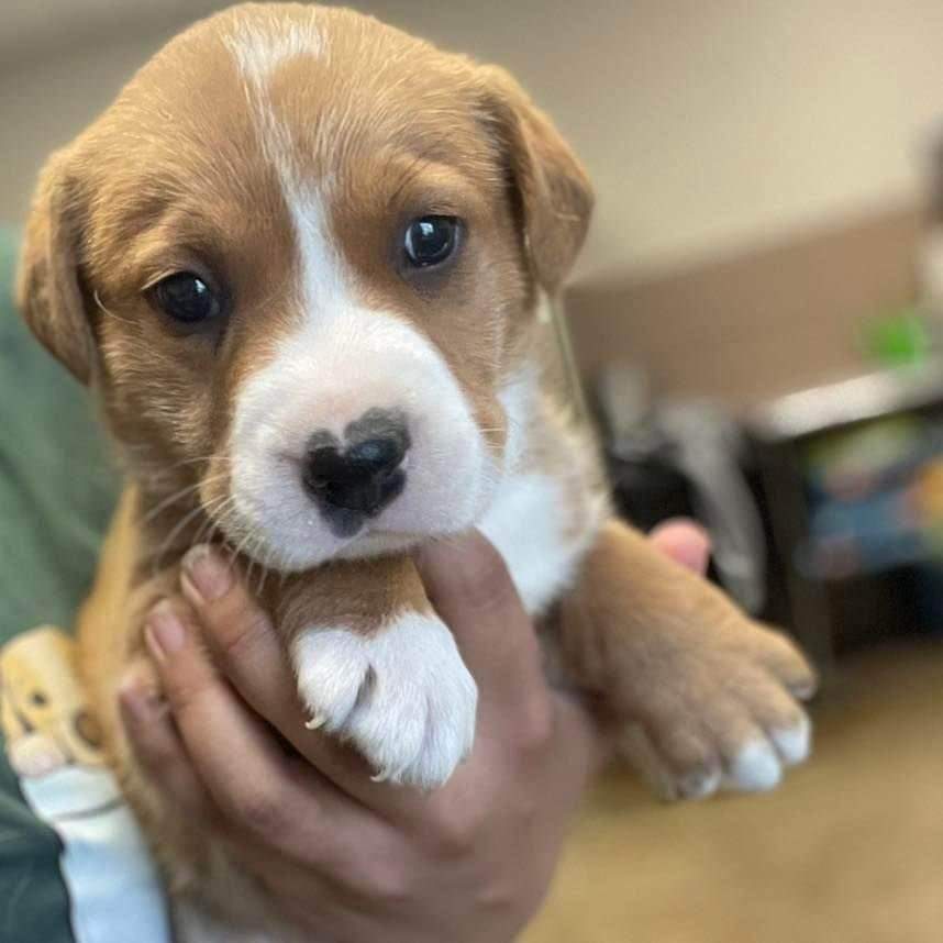 Dog for Adoption - Puppy Billy, a Labrador Retriever in Trinity, FL ...