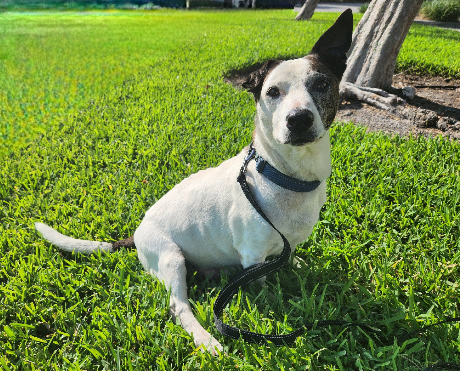 Dog for Adoption - Froggie, a Basset Hound in Memphis, FL | Alpha Paw