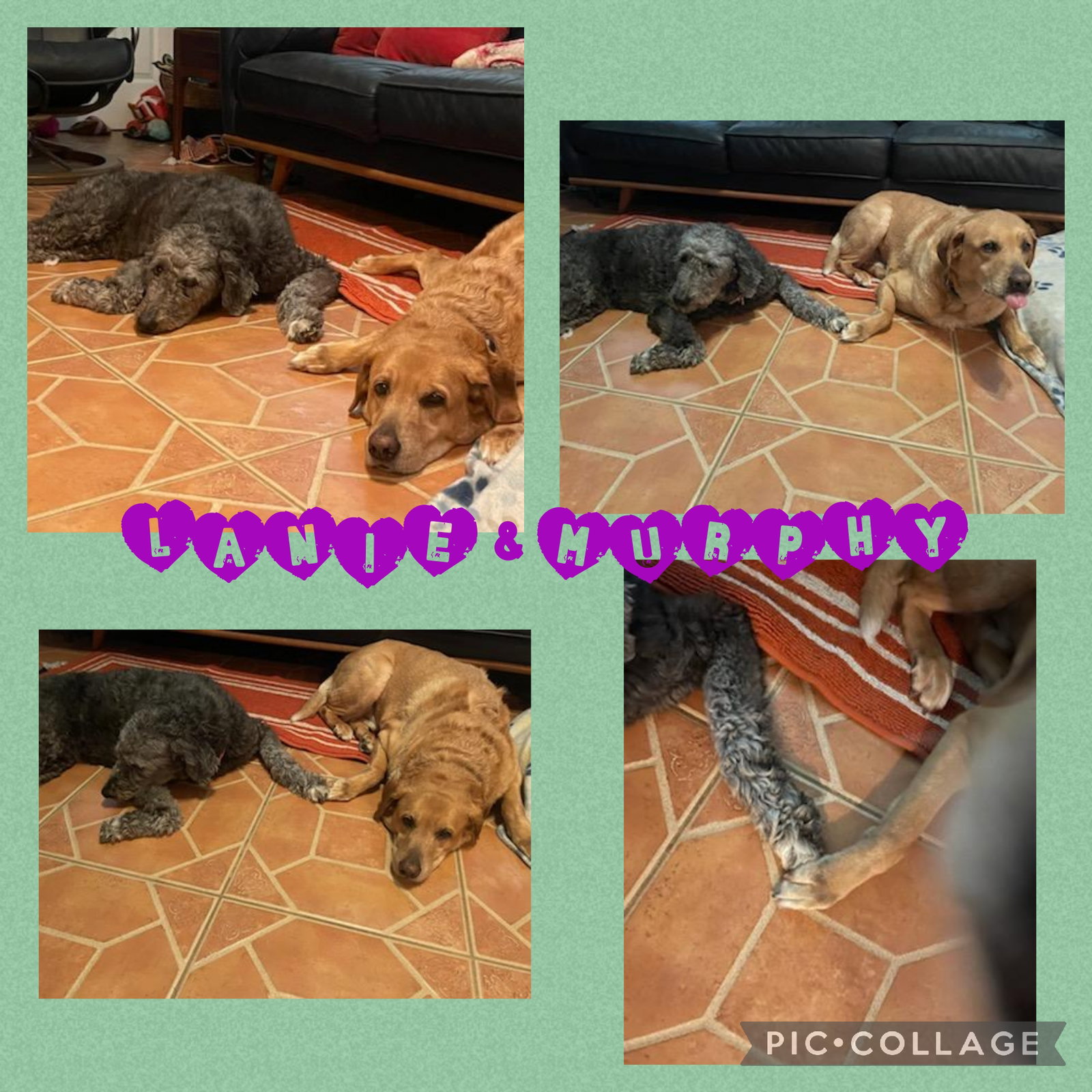 Dog for Adoption - Lanie & Murphy - Bonded Pair, a Portuguese Water Dog ...