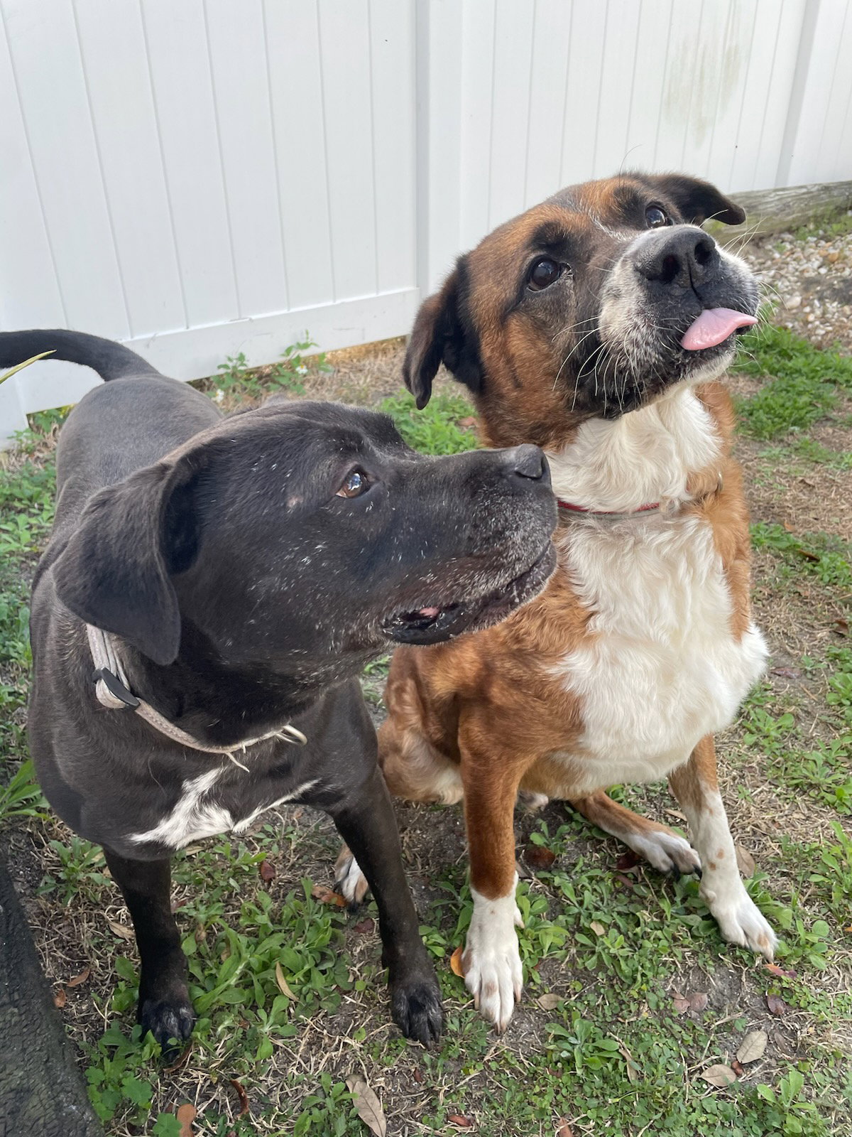 Dog for Adoption - Buddy, a Saint Bernard in San Antonio, FL | Alpha Paw