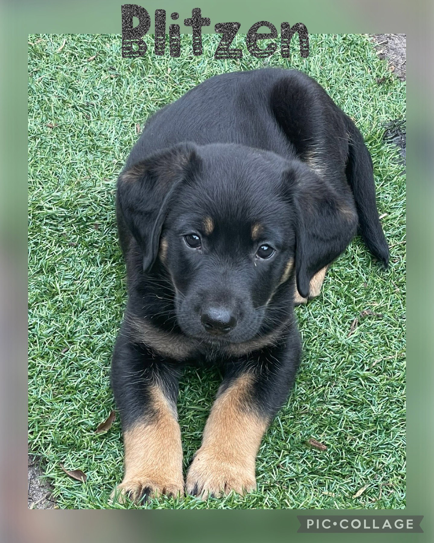 Dog for Adoption - Puppy Blitzen - M, a German Shepherd Dog in Mango ...