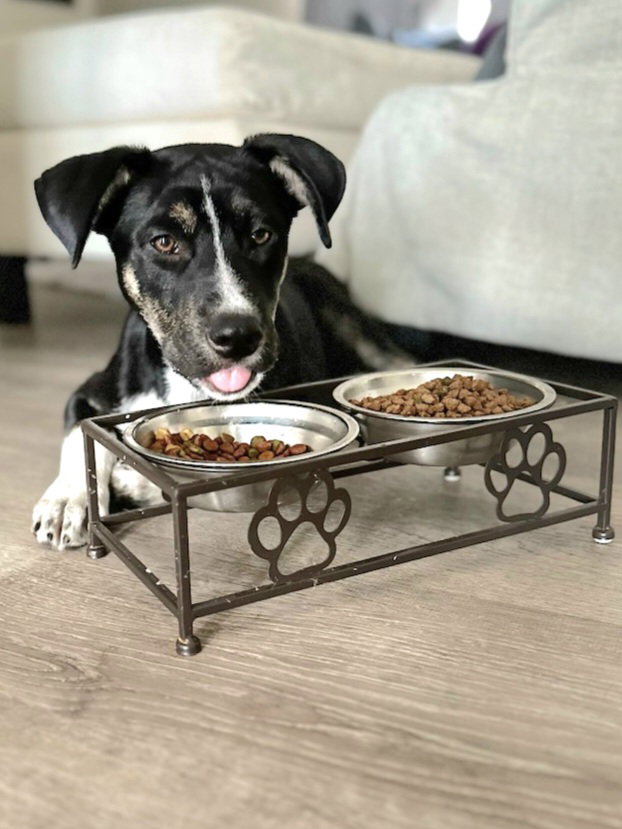 Dog for Adoption - Hayden - M, a Catahoula Leopard Dog in Wauchula, FL ...