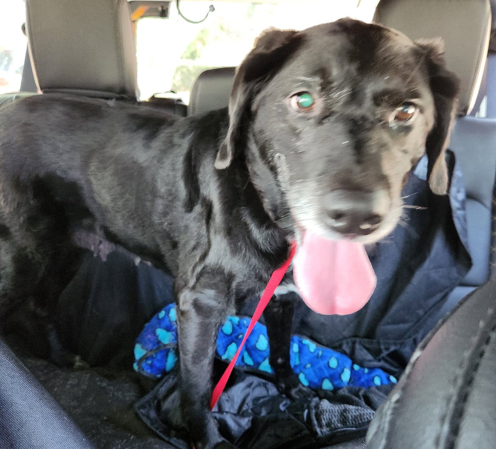 Dog for Adoption - Frenchie, a Labrador Retriever in West Samoset, FL ...