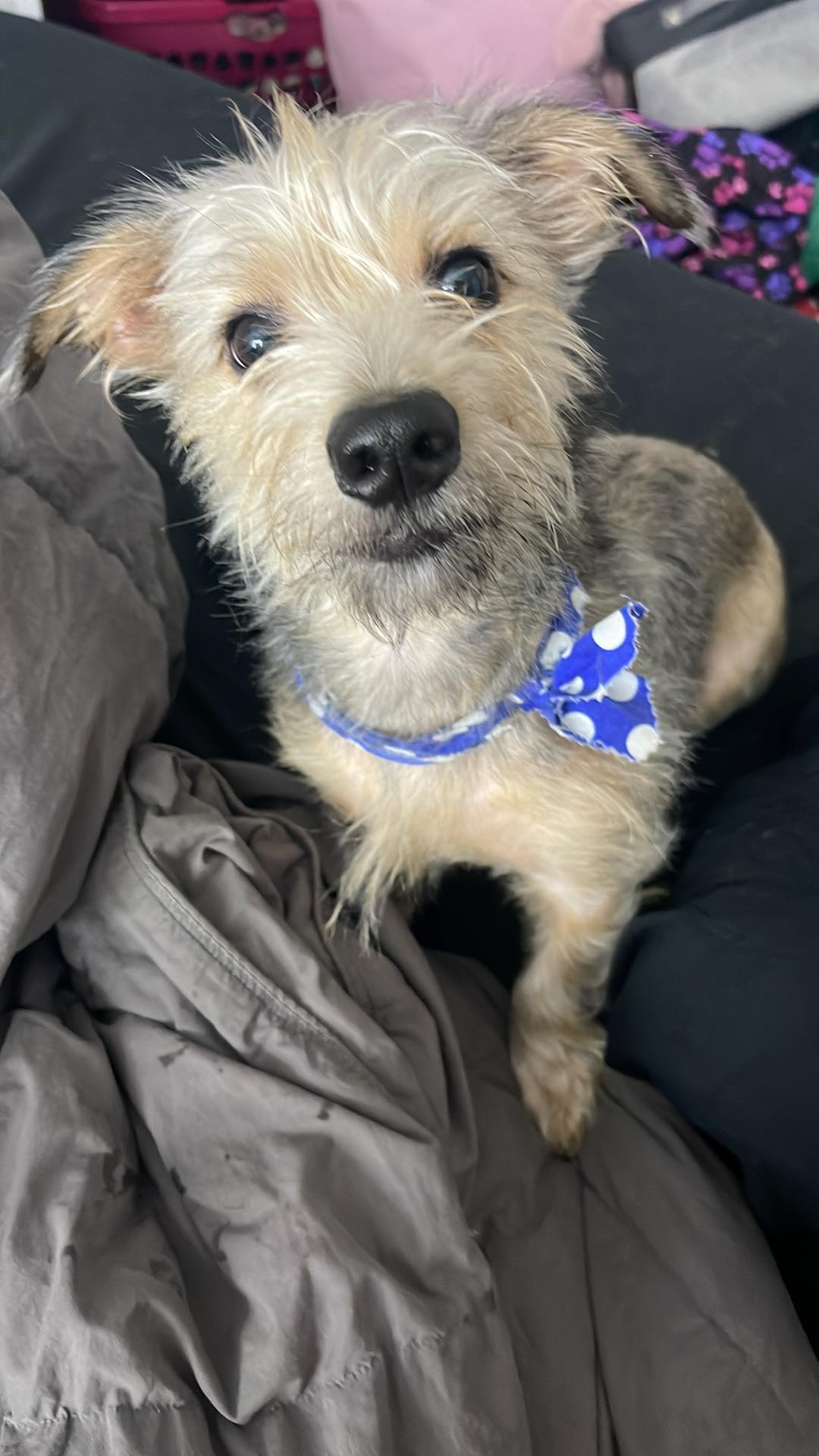 Dog for Adoption - Puppy Rufus, a Terrier in Saint Pete Beach, FL ...