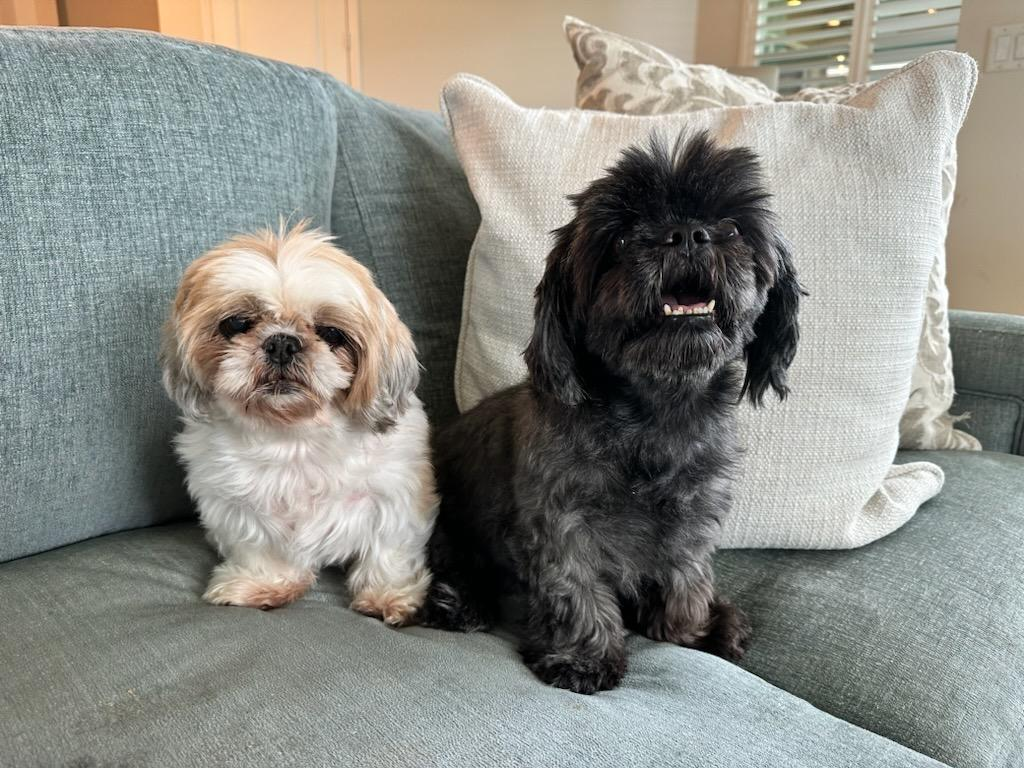 Dog for Adoption - Bonded Pair Lulu & Annie, a Shih Tzu in Fussels ...