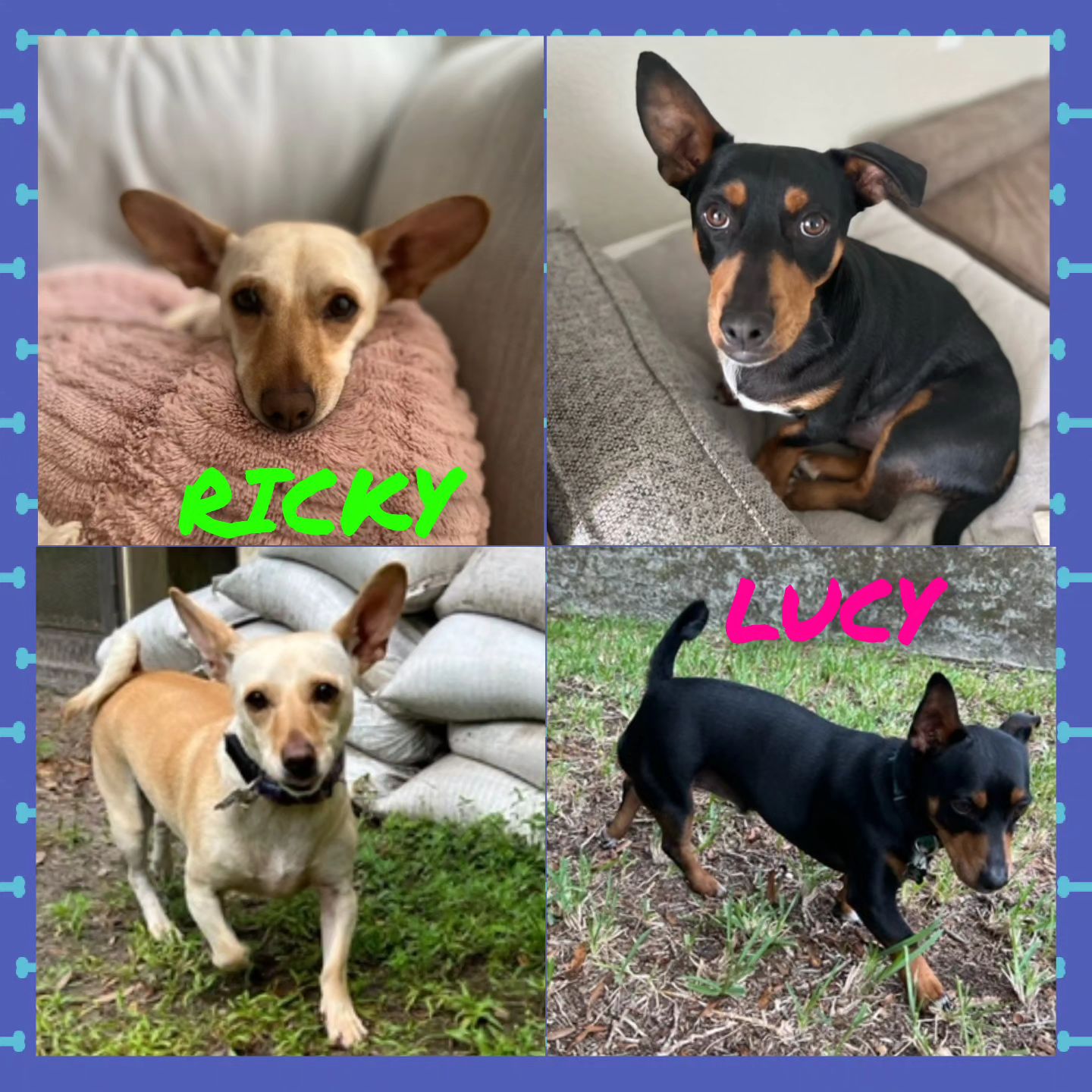 Dog for Adoption - Lucy & Ricky Bonded Pair, a Dachshund in Wauchula ...