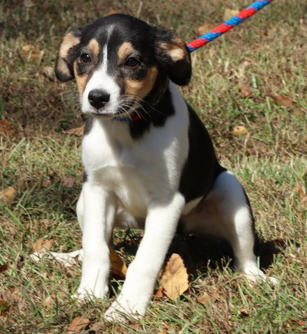 Dog for Adoption - Nutmeg, a Border Collie in Newfield, NJ | Alpha Paw