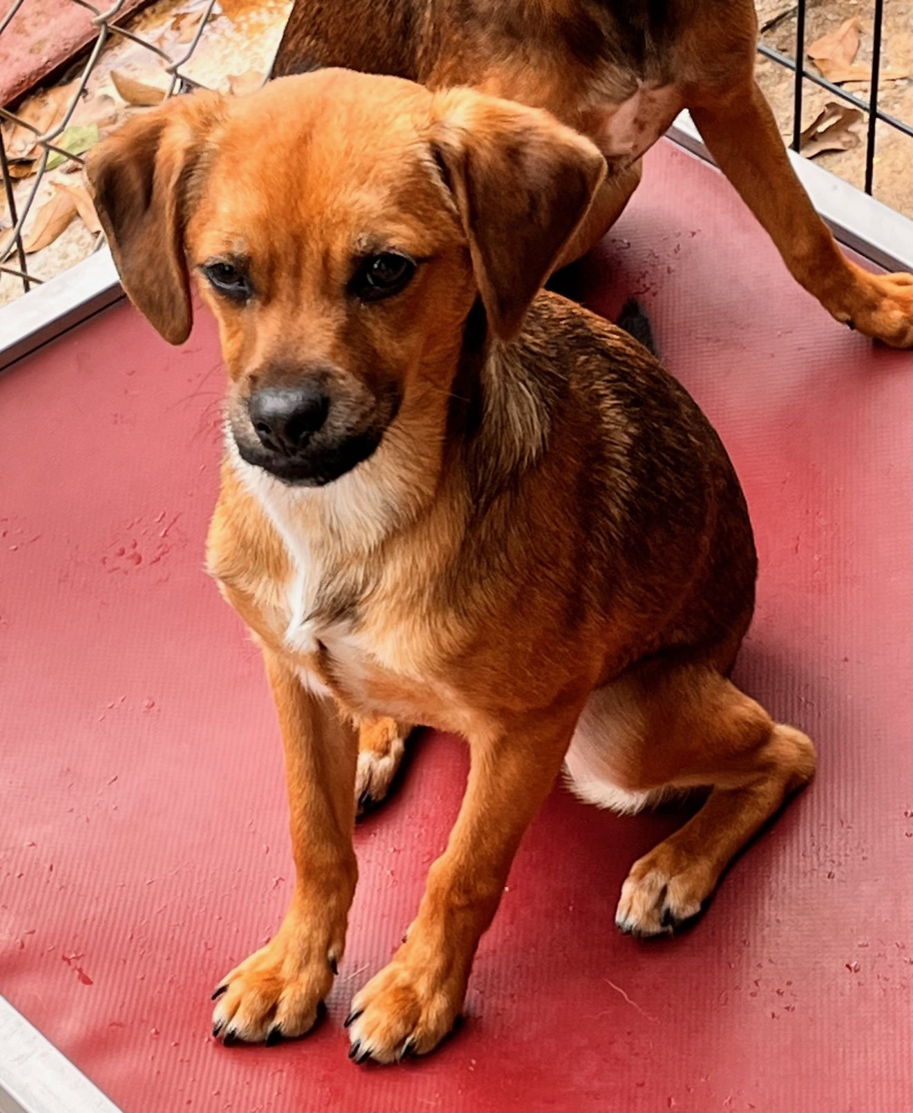 Dog for Adoption - Lil Bill, a Chihuahua in Lakewood, NJ | Alpha Paw