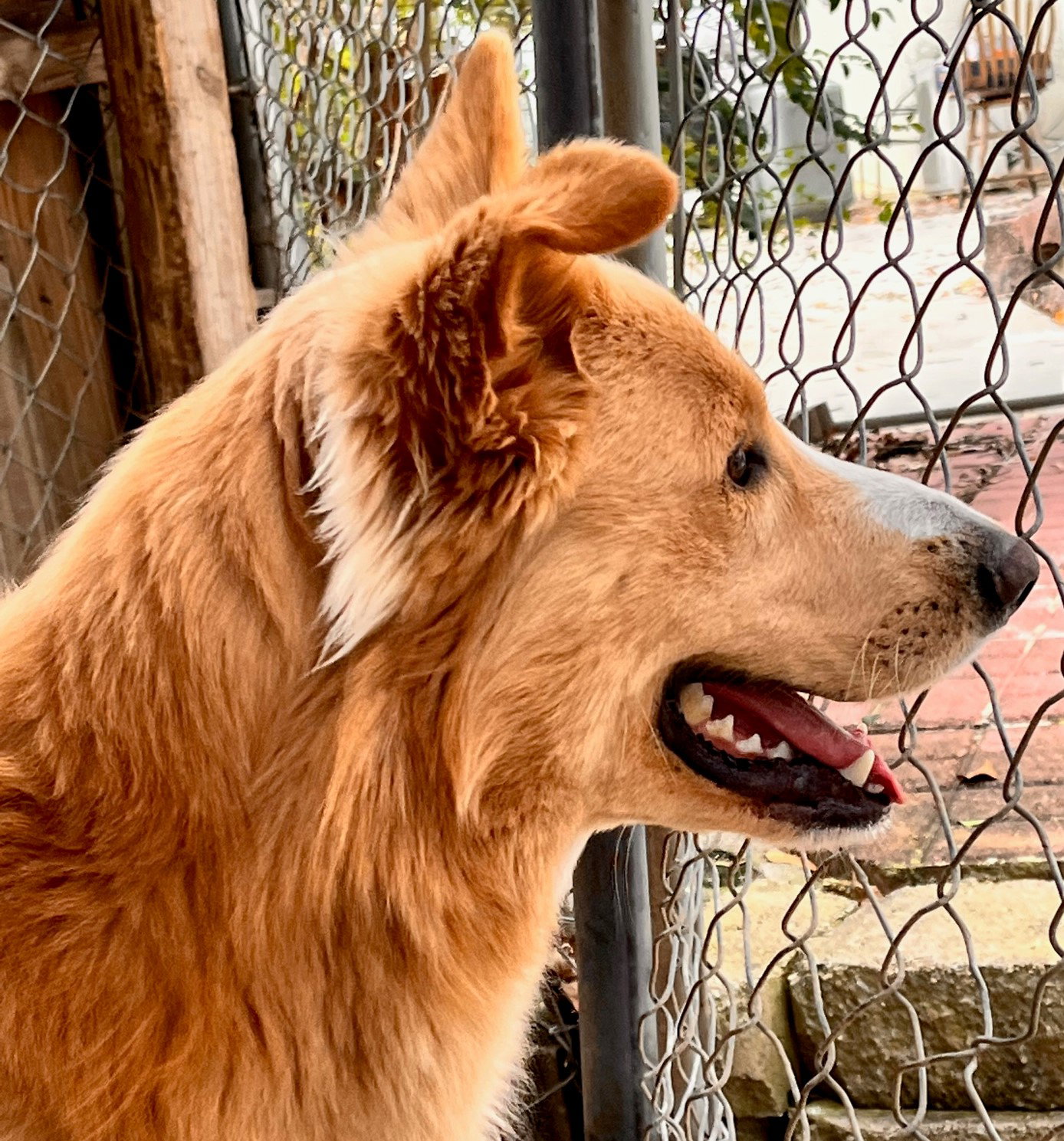 Dog for Adoption - Bailey Boy, a Retriever in Vista Center, NJ | Alpha Paw