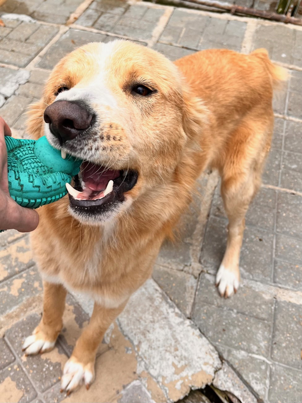 Dog for Adoption - Bailey Boy, a Retriever in Vista Center, NJ | Alpha Paw