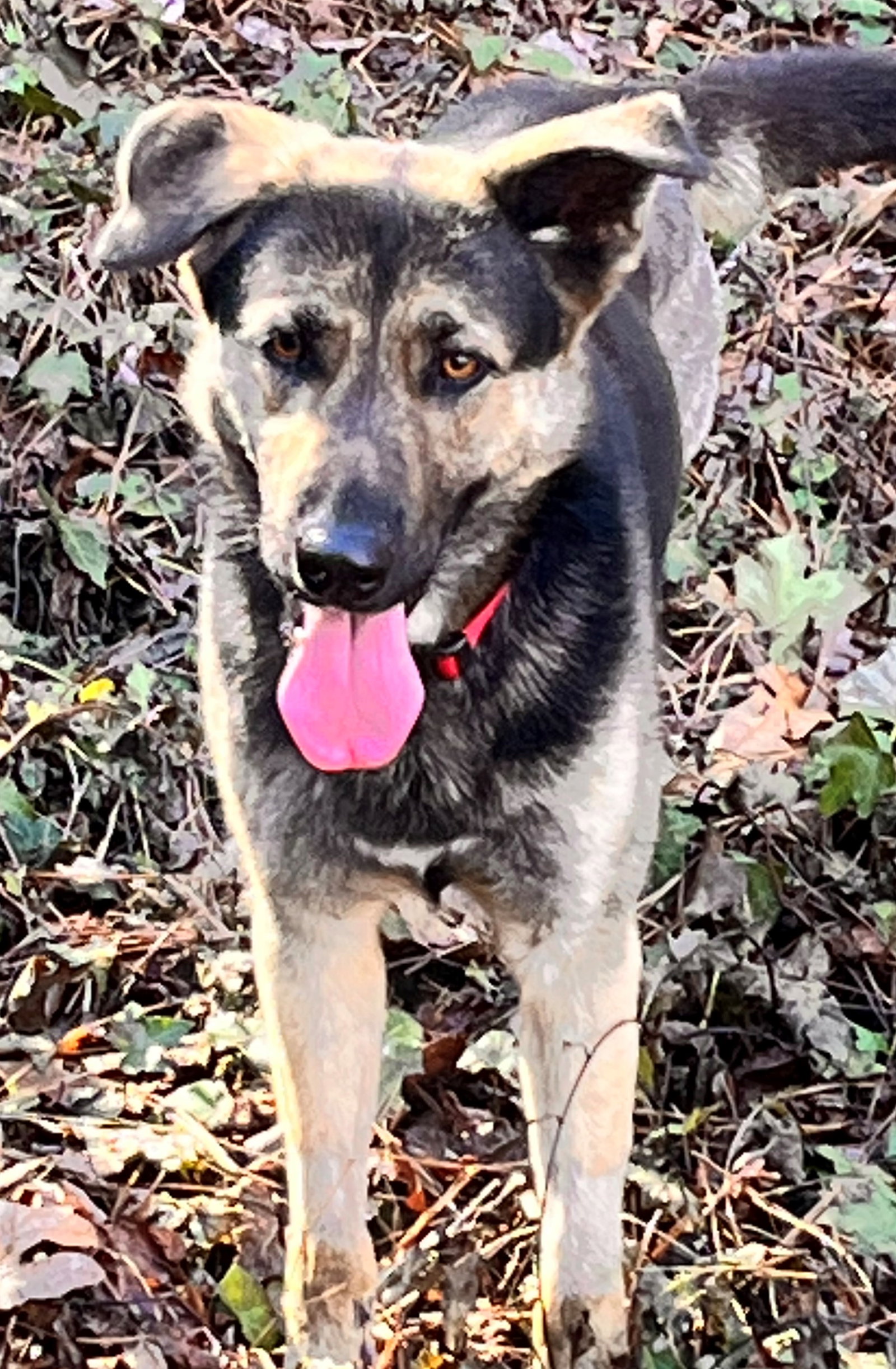 Dog for Adoption - Clara, a German Shepherd Dog in Burlington County ...