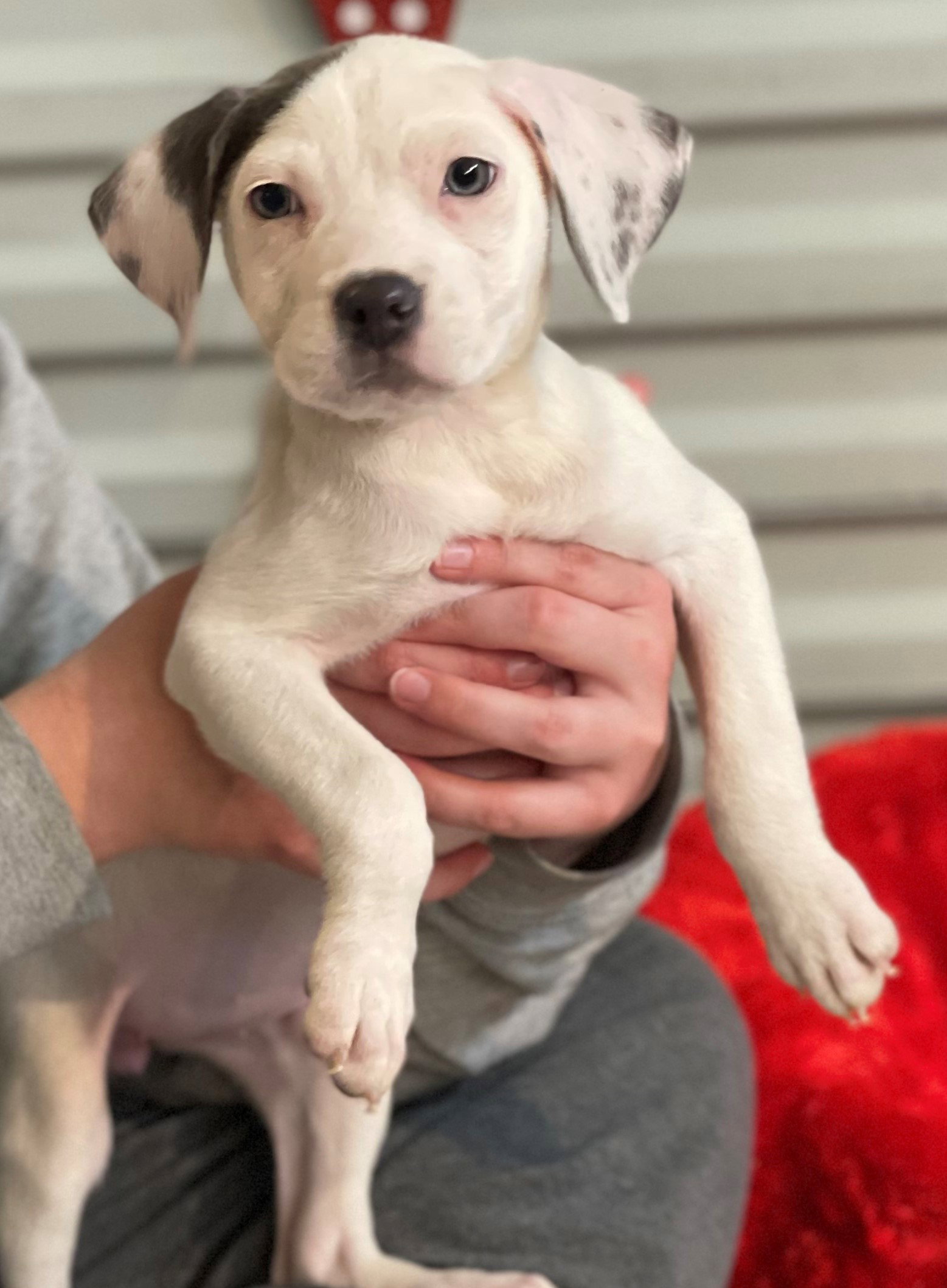 Dog for Adoption - Tres, a American Bulldog in Cinnaminson, NJ | Alpha Paw