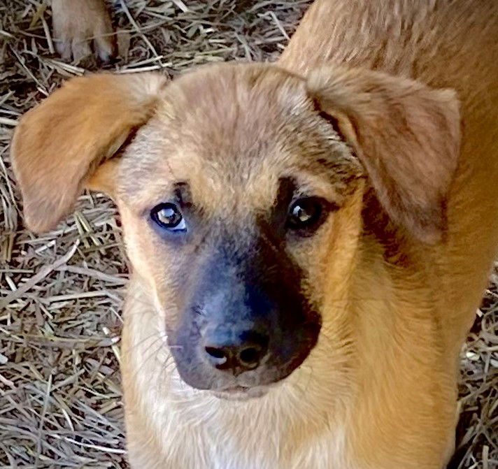 Dog for Adoption - Rachel, a German Shepherd Dog in Egg Harbor City, NJ ... Dog for Adoption - Rachel, a German Shepherd Dog in Egg Harbor City, NJ ...