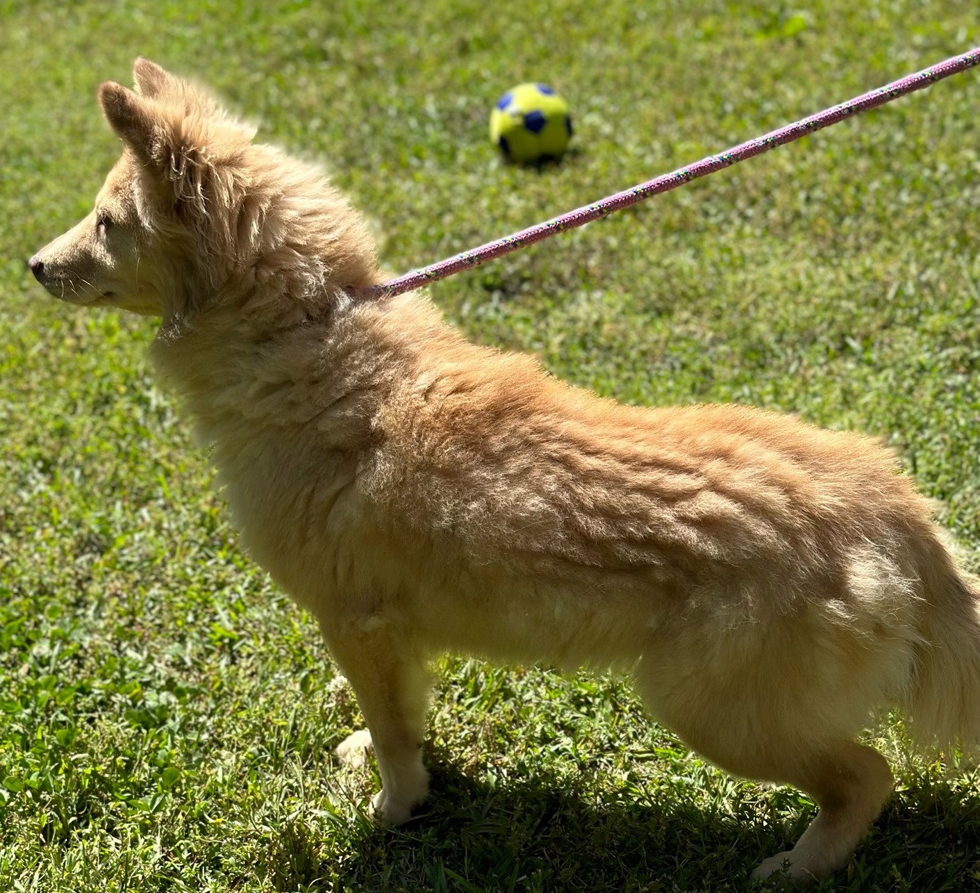 Dog for Adoption - Ivey, a Schipperke in Florham Park, NJ | Alpha Paw