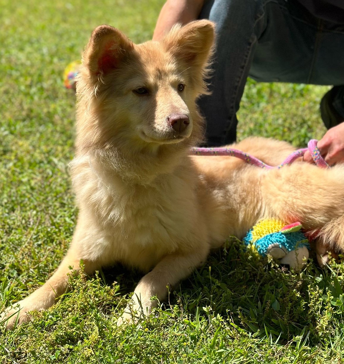 Dog for Adoption - Ivey, a Schipperke in Florham Park, NJ | Alpha Paw