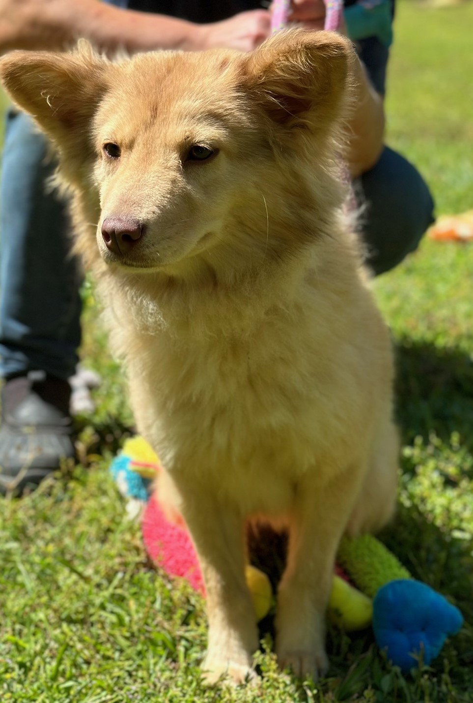 Dog for Adoption - Ivey, a Schipperke in Florham Park, NJ | Alpha Paw