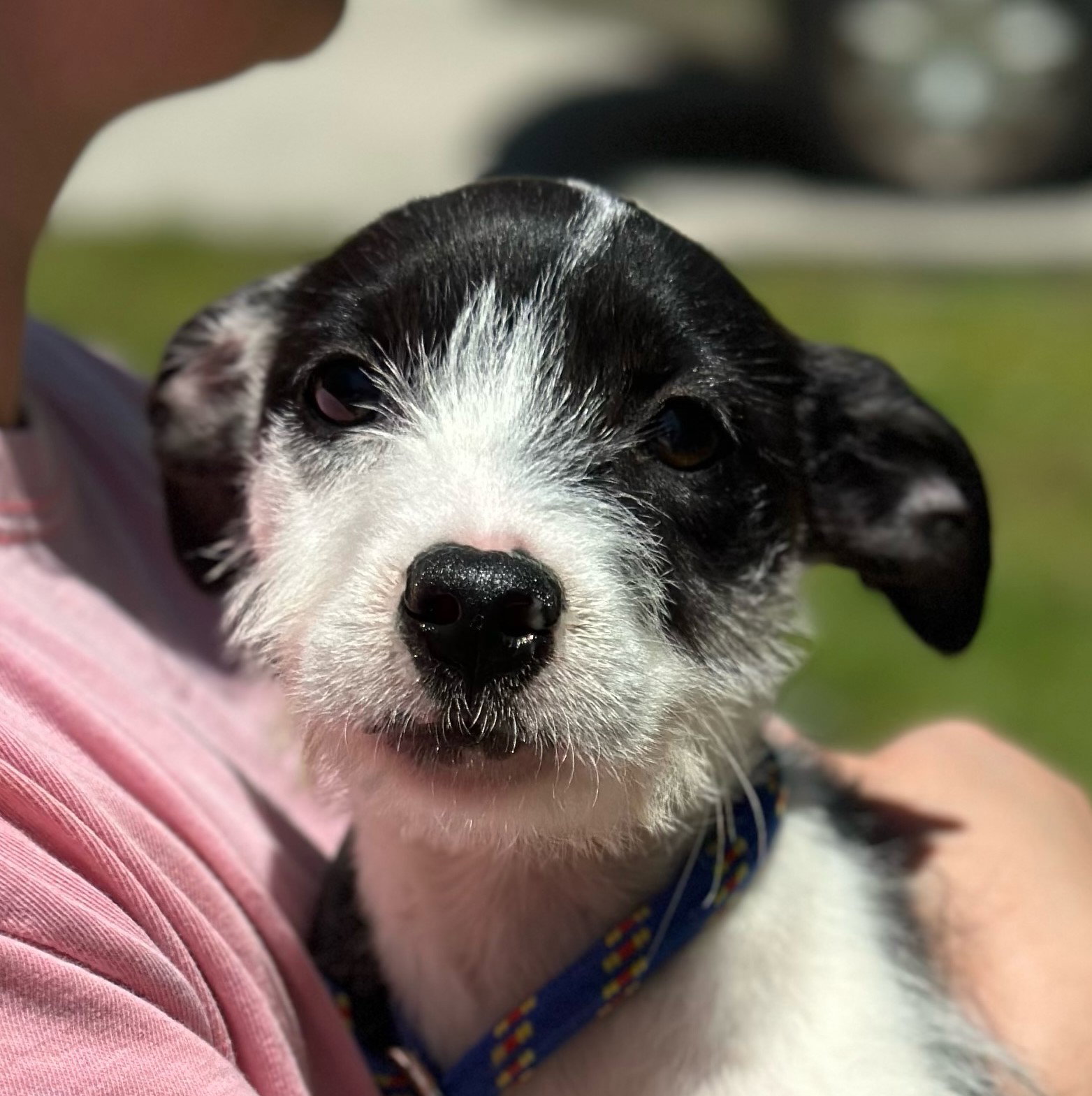 Dog for Adoption - Prentice, a Jack Russell Terrier in Rumson, NJ ...