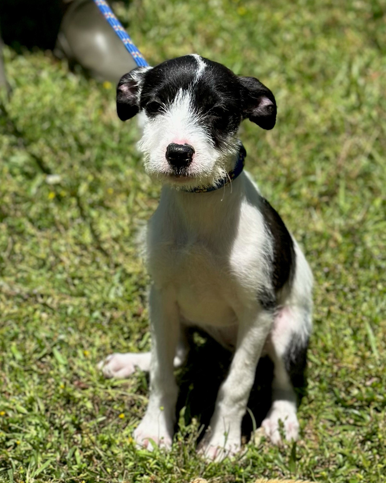 Dog for Adoption - Prentice, a Jack Russell Terrier in Rumson, NJ | Alpha Paw