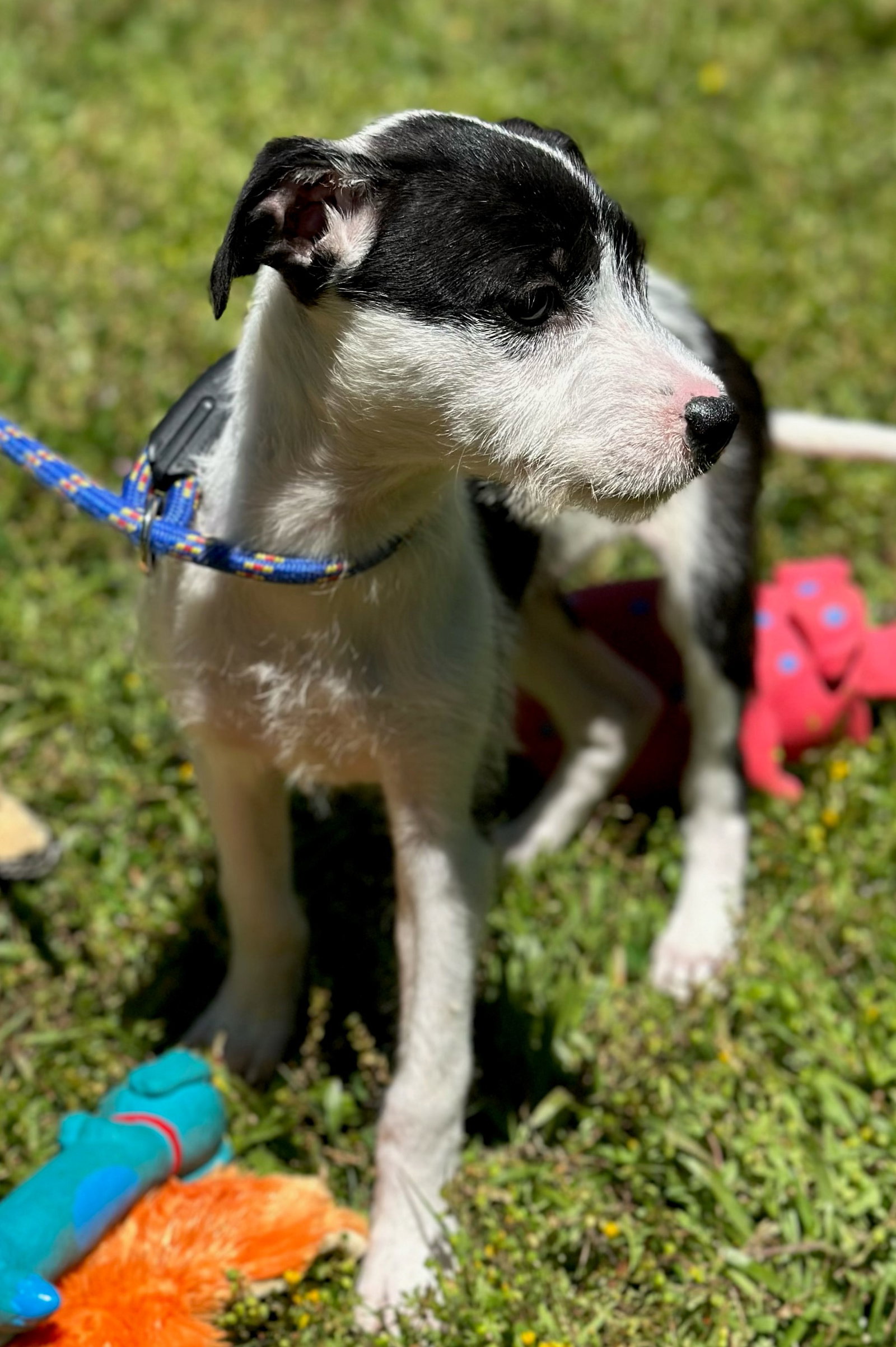 Dog for Adoption - Prentice, a Jack Russell Terrier in Rumson, NJ | Alpha Paw