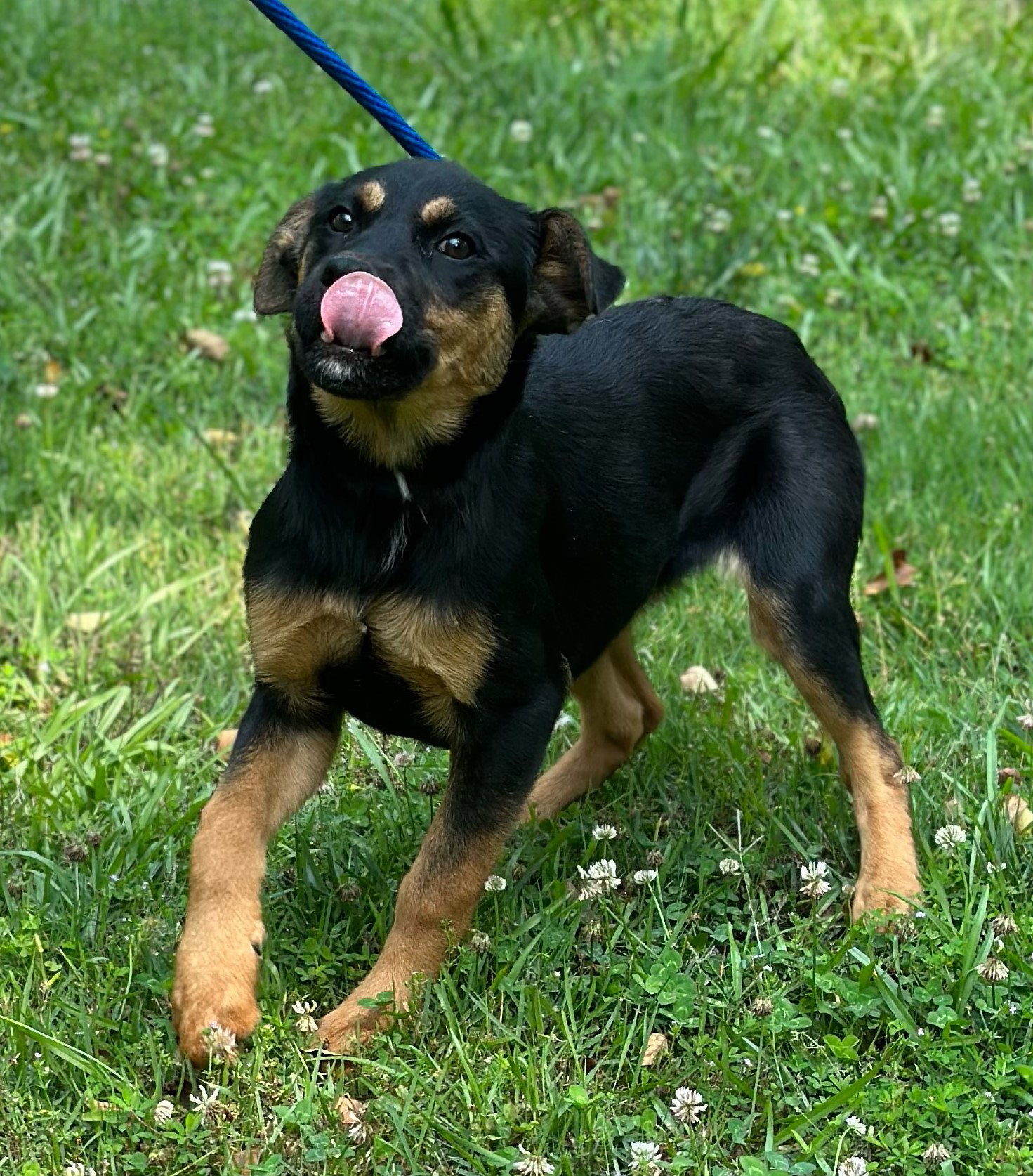 Dog for Adoption - Pippy Lou, a Labrador Retriever in Jackson, NJ ...