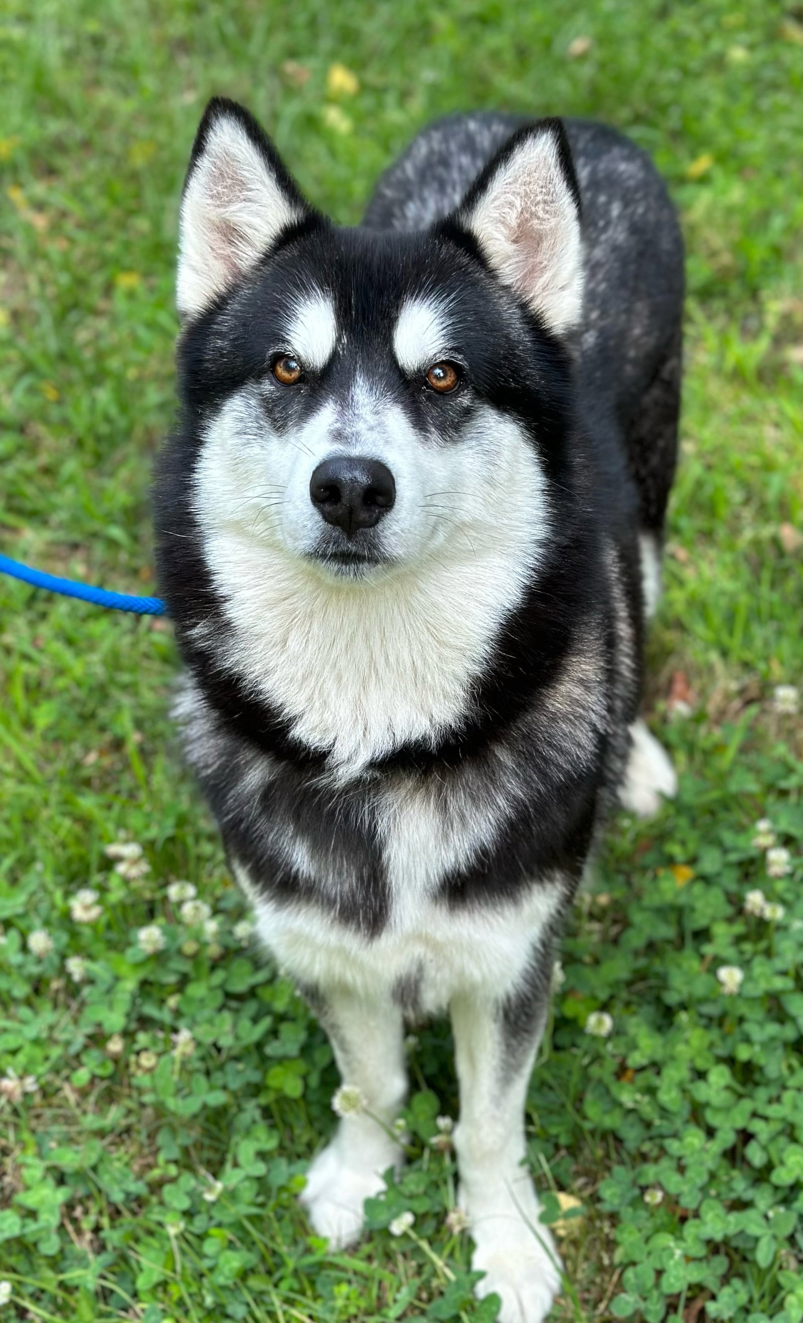 Dog for Adoption - Pip, a Siberian Husky in Gibbstown, NJ | Alpha Paw