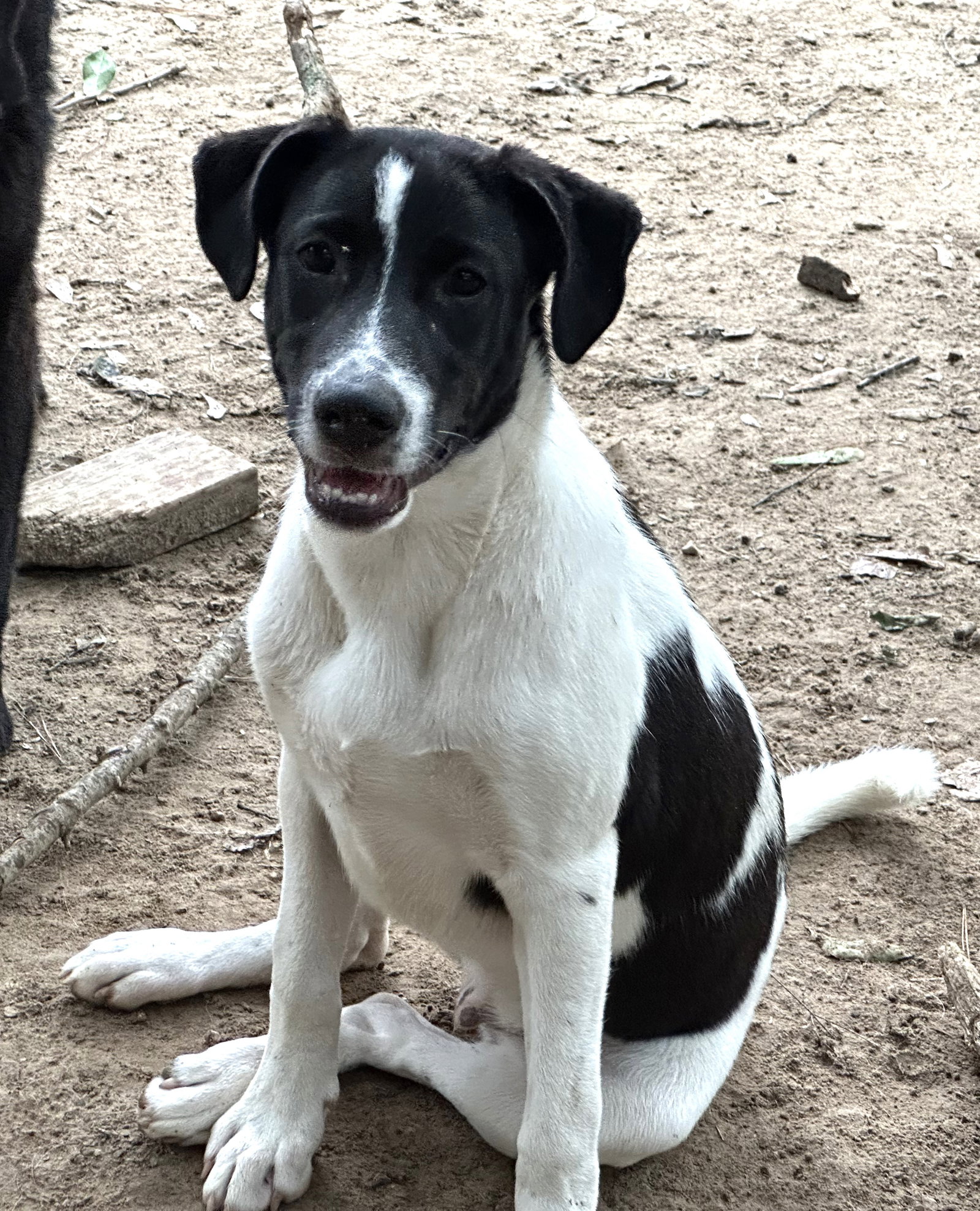 Dog for Adoption - Weston, a Border Collie in Toms River, NJ | Alpha Paw