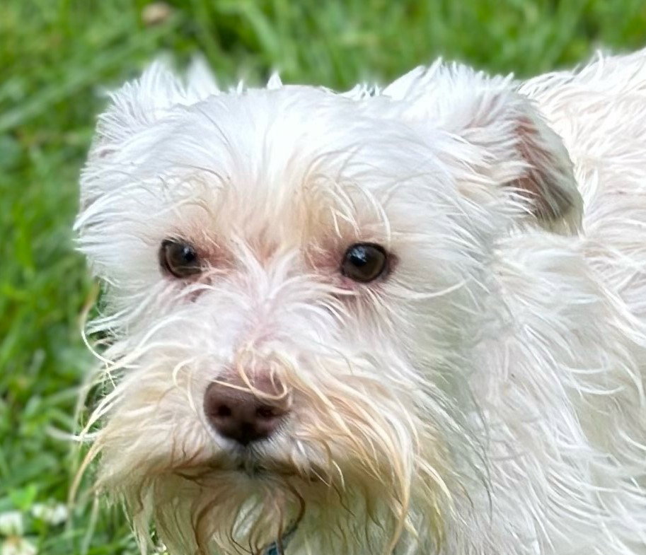 Dog for Adoption - Molly, a Scottish Terrier Scottie in Point Pleasant ...