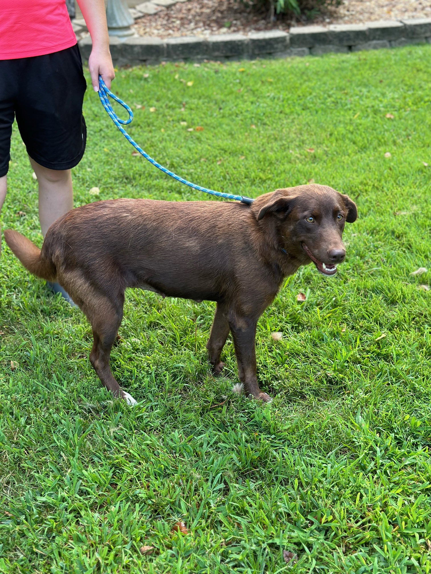 Dog for Adoption - Leena, a Labrador Retriever in Monmouth County, NJ ...