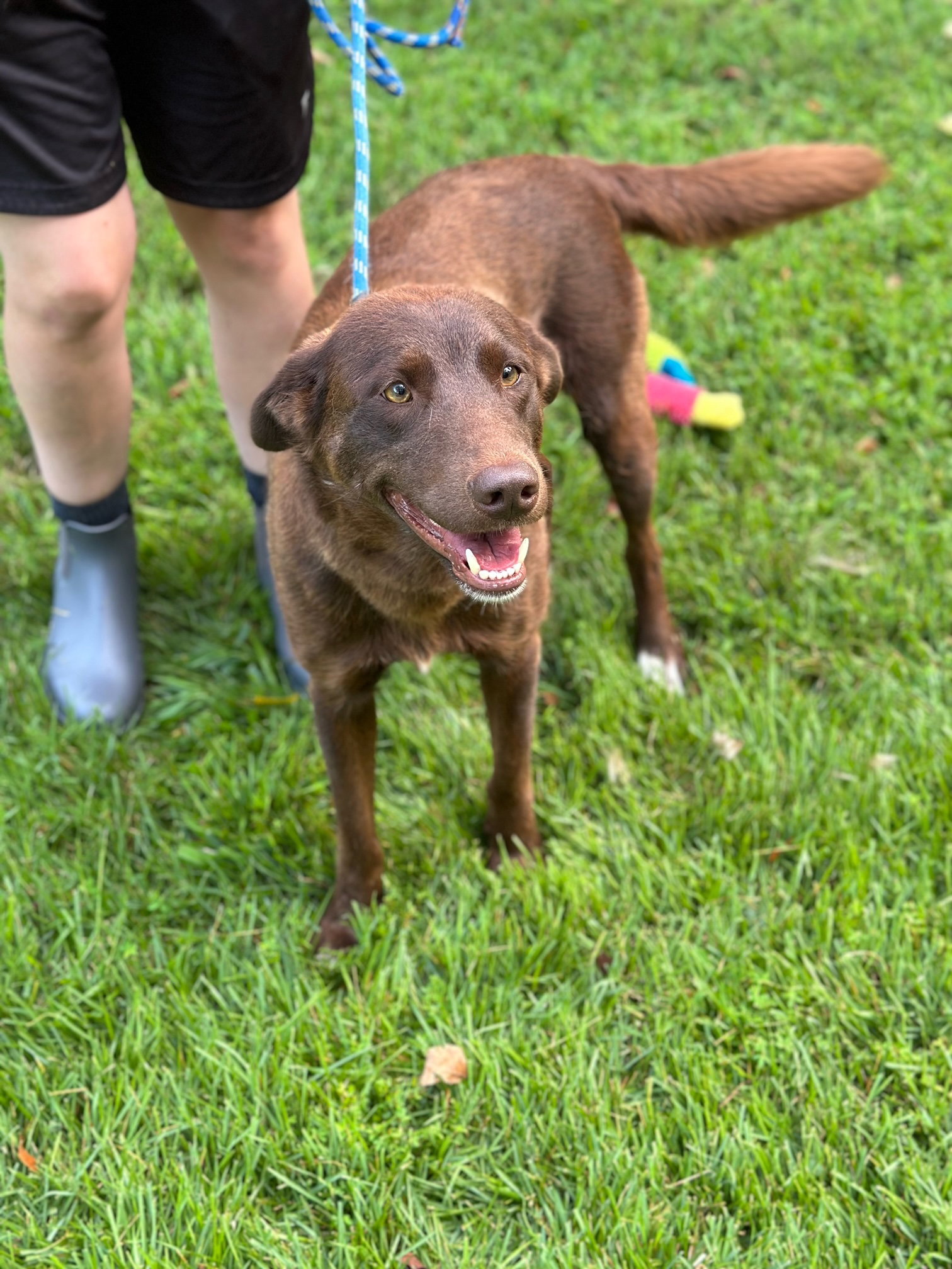 Dog for Adoption - Leena, a Labrador Retriever in Monmouth County, NJ ...