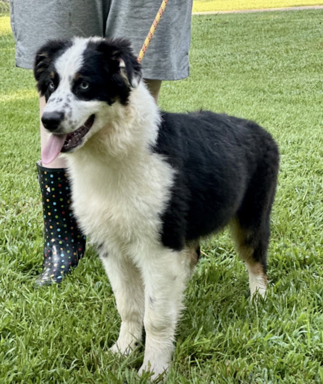 Dog for Adoption - King, a Border Collie in Flemington, NJ | Alpha Paw