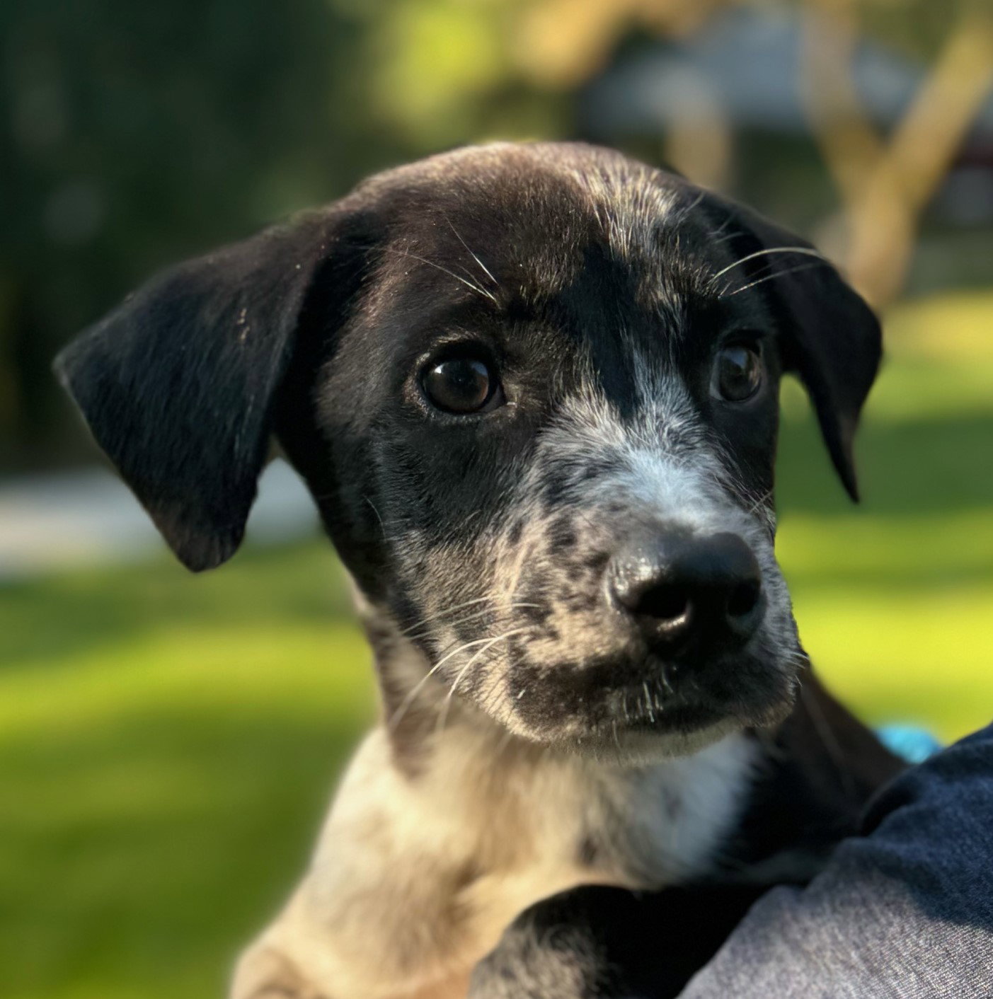 Dog for Adoption - Oscar Mayer, a Australian Shepherd in Lambertville ...